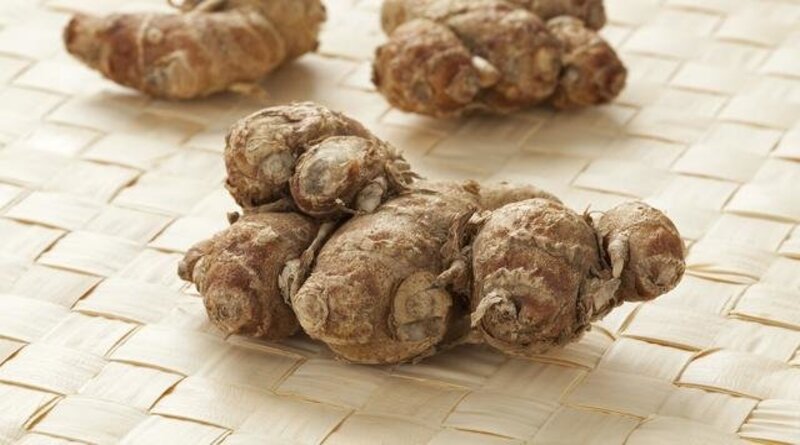 Jenis Tanaman Toga, Lengkap dengan Manfaatnya Bagi Kesehatan – Serbaid