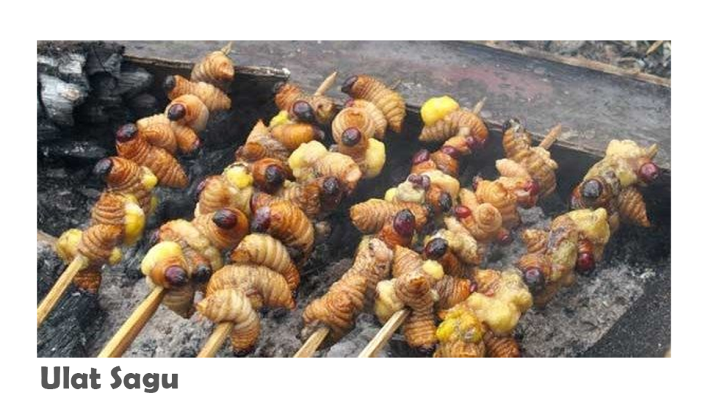 Kuliner Ulat Sagu, Makanan Ekstrem Dari Papua